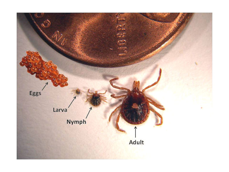 The Life Cycle of a Tick - Skeeter Beater