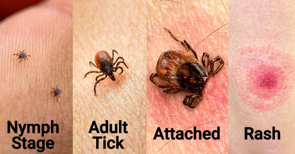 The Life Cycle of a Tick - Skeeter Beater