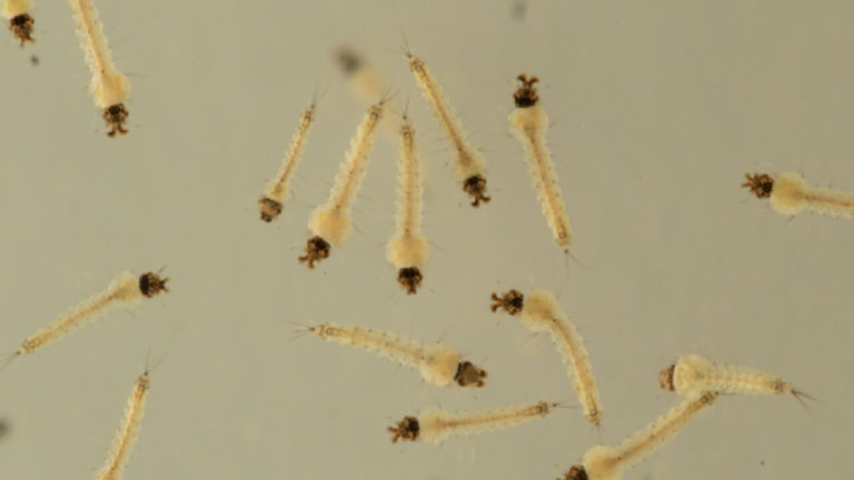 The Life Cycle of a Mosquito - Skeeter Beater