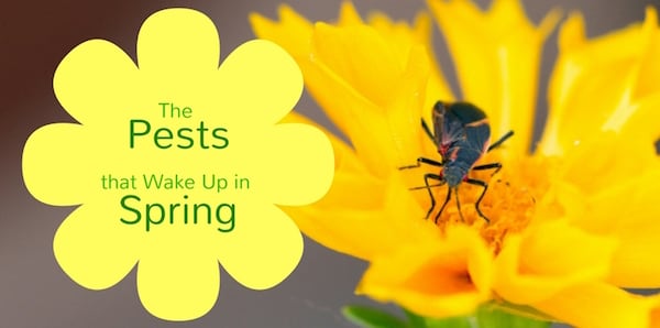 Top Tips to Prevent Springtime Pests - Skeeter Beater