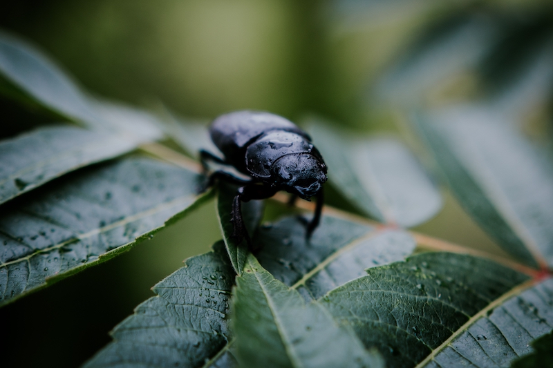 What Happens to Insects When it Rains? - Skeeter Beater